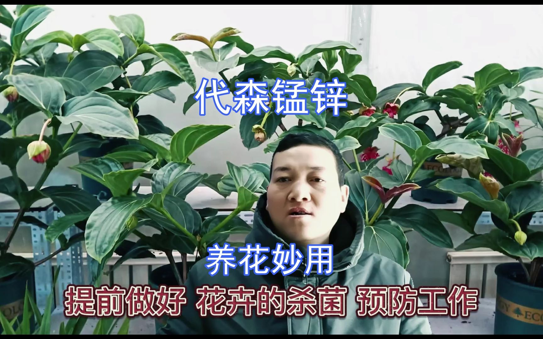 “代森锰锌”在养花过程中的妙用