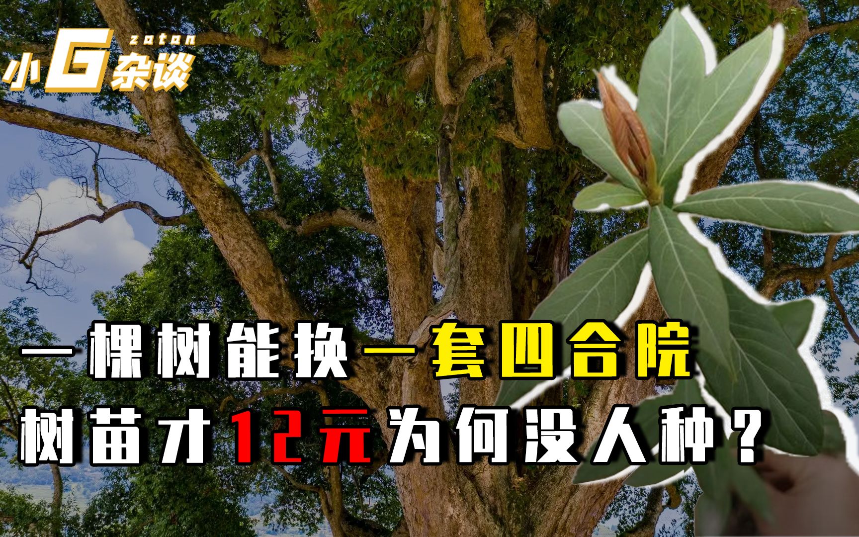 中国最值钱的树,随便换套北京四合院,树苗才12元,为何没人种?