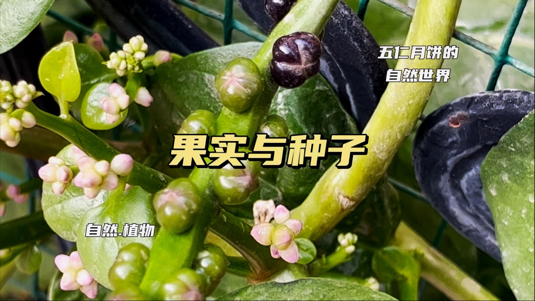 是果皮还是种皮由什么决定,谁说了算