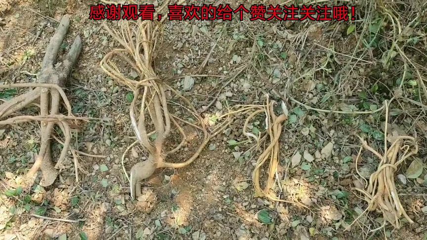 挖点三指毛桃和五指毛桃回来对比对比,猜猜哪个会更好呢
