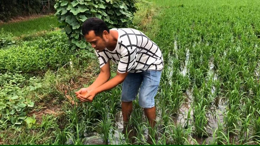 老六去看看禾苗生长怎么样了,发现水变成黑色的,不知道什么情况