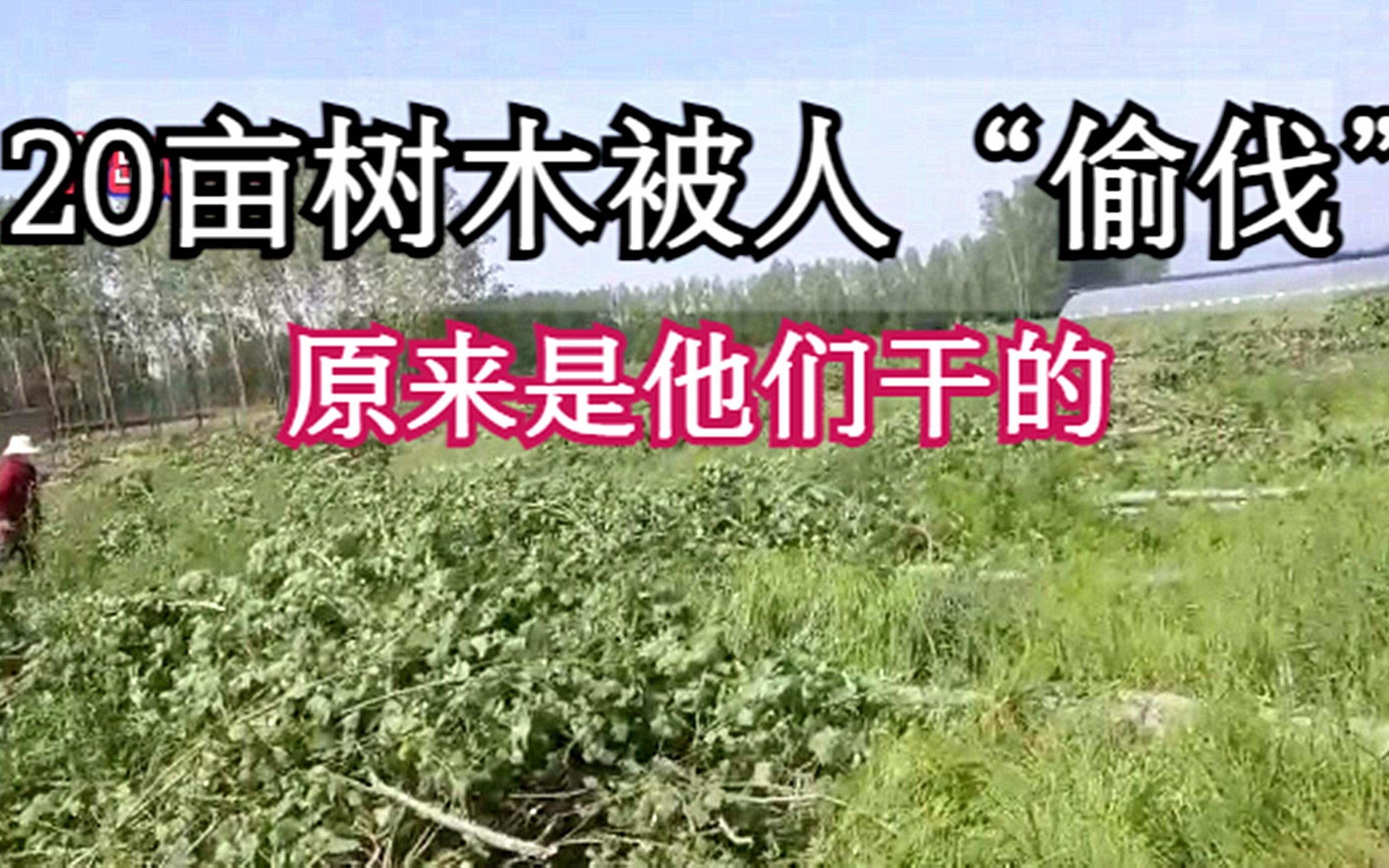 自家地里的树木被人砍伐,该如何维护自己权利,要回损失?