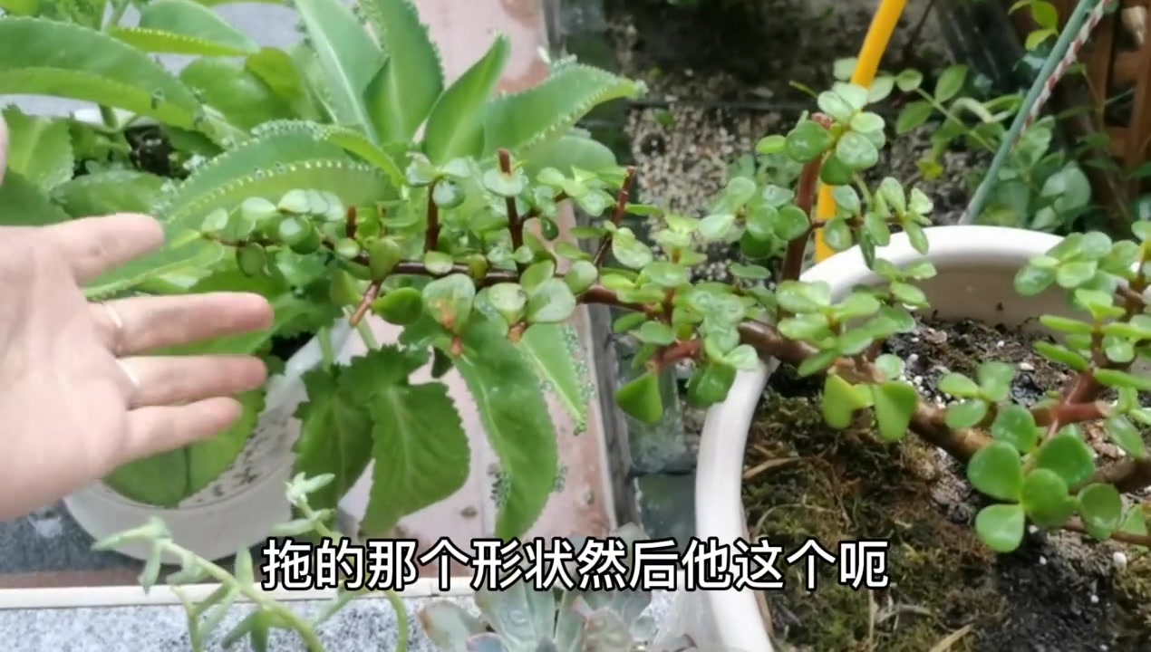 金枝玉叶修剪成想要的样子,做成迎客松