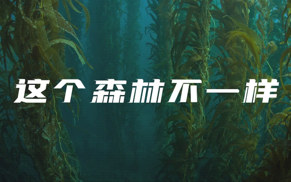 ...让它们发挥最大的作用,让我们和这座不一样的森林共生共荣!#气候加...