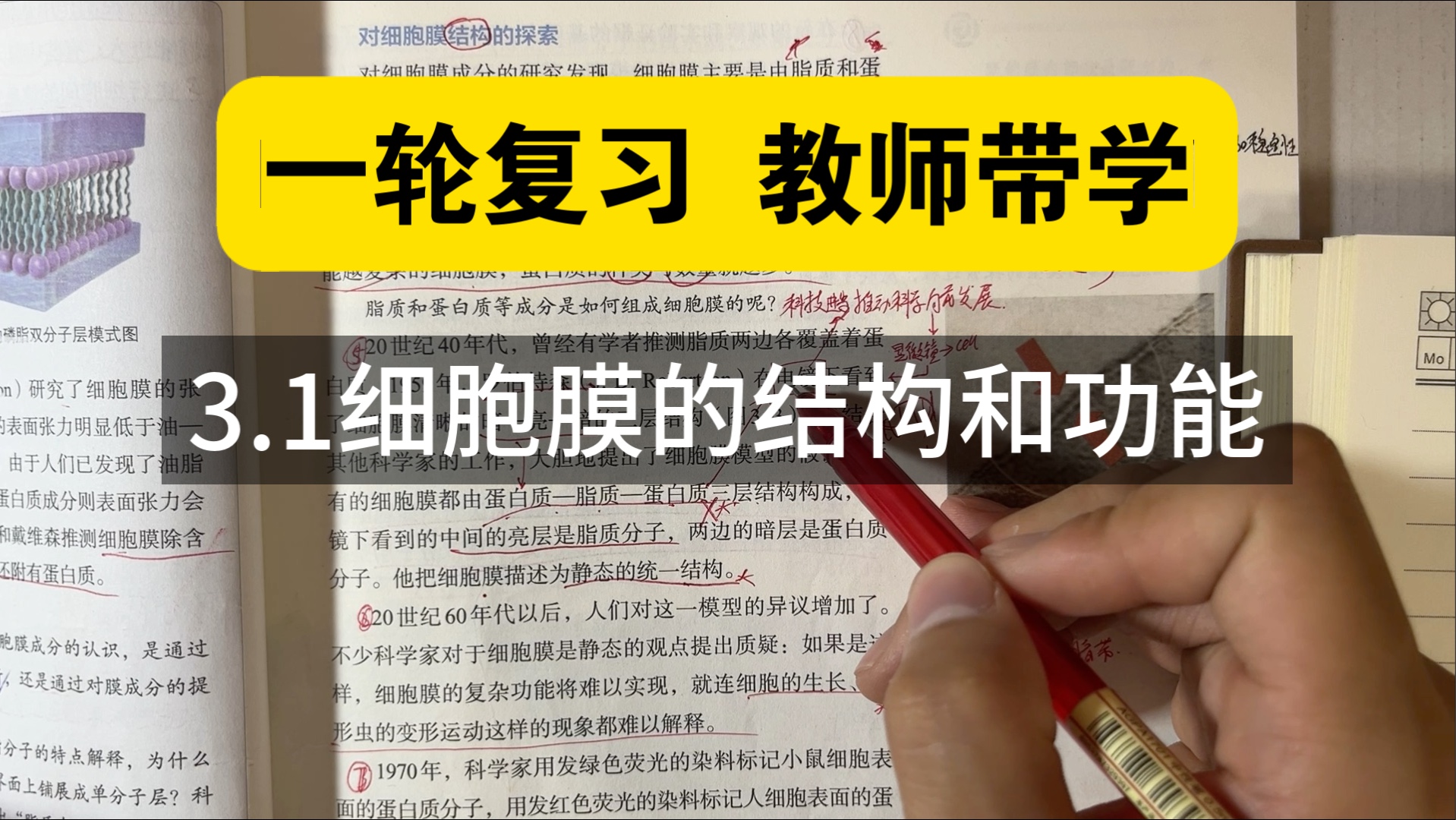 3.1细胞膜的结构和功能