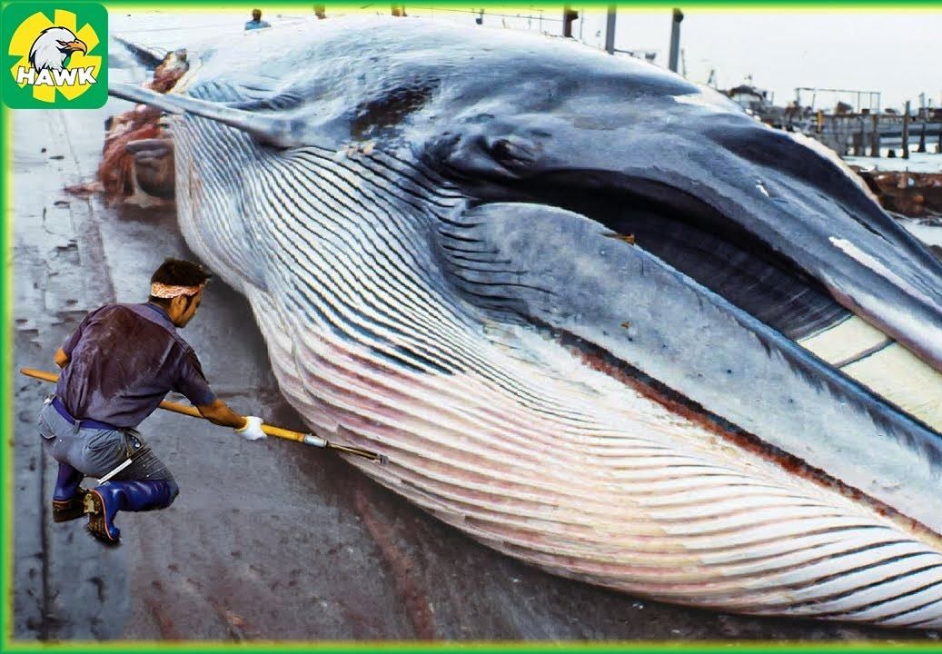 日本人如何切割捕杀工鲸鱼肉