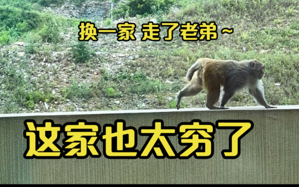 我家里闯进了一只猴子,估计嫌我太穷,吃完水果后拍拍屁股就走了