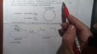 【基因工程】重组质粒-例题1-20180426