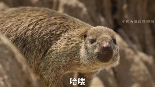 在现代世界中,这个微小的野兽如何让我们重温史前巨兽的辉煌?