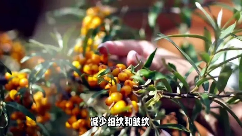 沙棘原浆的功效与主治,一招搞定消化不良沙棘原浆来帮忙!