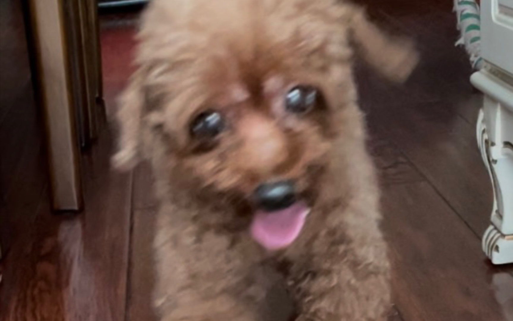 小狗惨叫的背后令人心酸