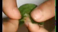 观察蚕豆叶表皮的结构