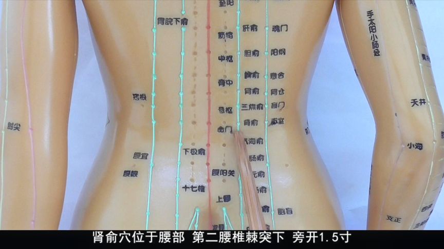 肾俞穴功效:益肾助阳,治腰酸腰痛。能够治疗月经不调,遗精等