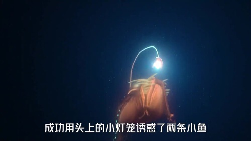 小丑鱼为了回到家园 不断努力挑战极限《海底总动员》