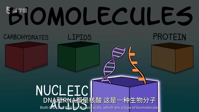 探索DNA和RNA的奥秘