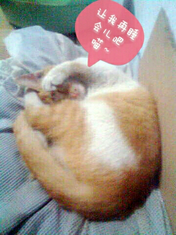 芒果猫君 