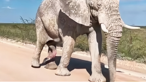 世界上最大的大象到底有多大