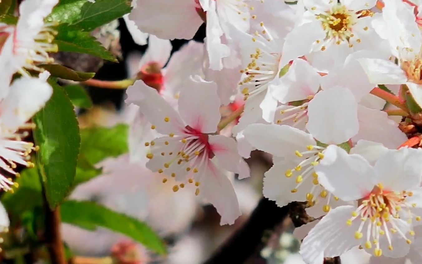 ...樱花梨花花海鲜花盛开花朵绽放春天生机勃勃鸟语花香动态视频素材
