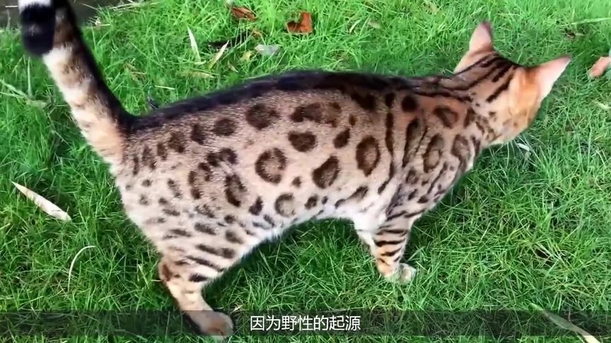 最贵的猫咪品种,一只售价13万,有这宠物可拉风了!