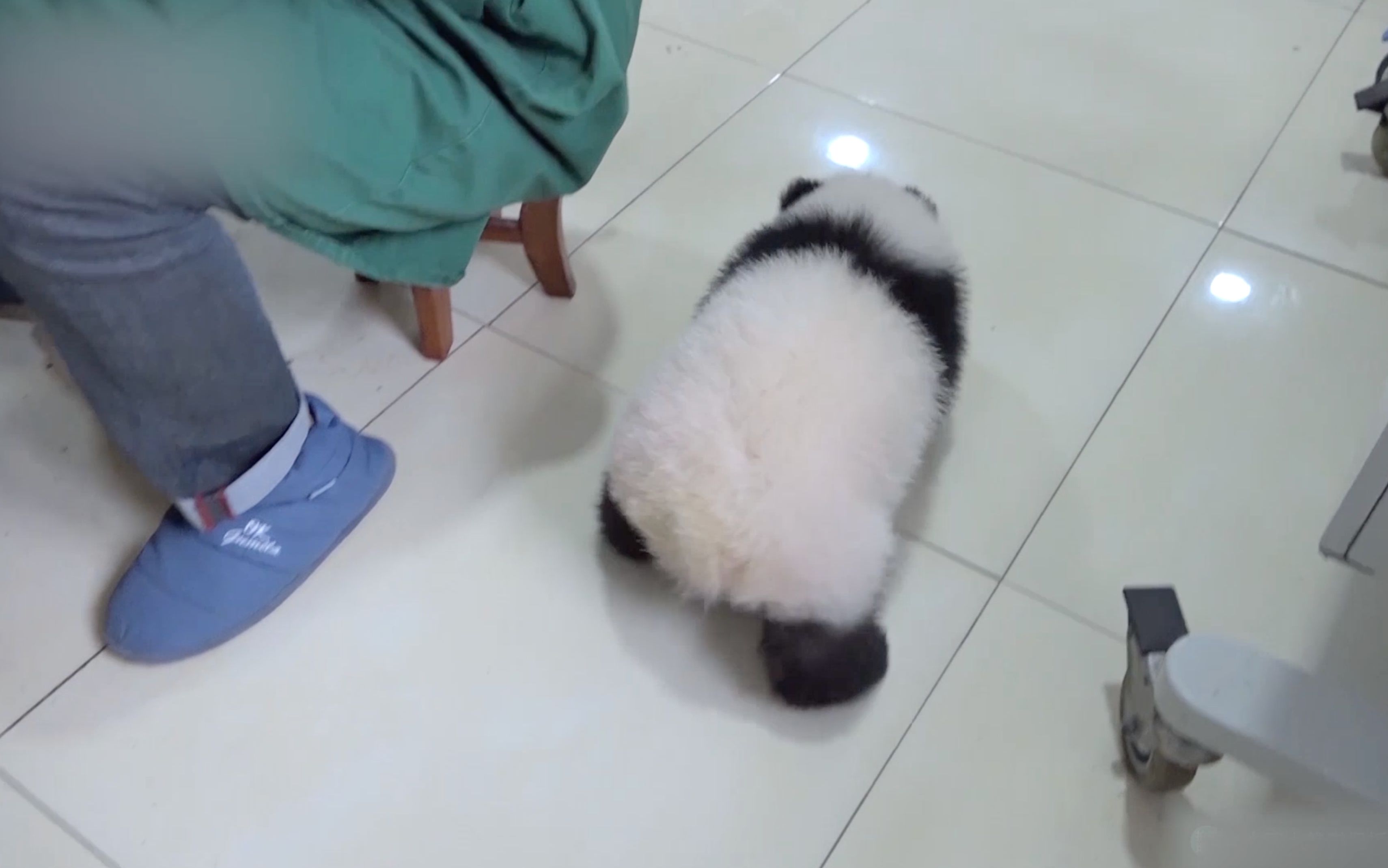 熊猫宝宝想趁饲养员不注意偷偷溜出去,结果…