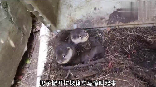 男子翻开垃圾箱,捡了两个稀有的宠物,都吓成表情包了