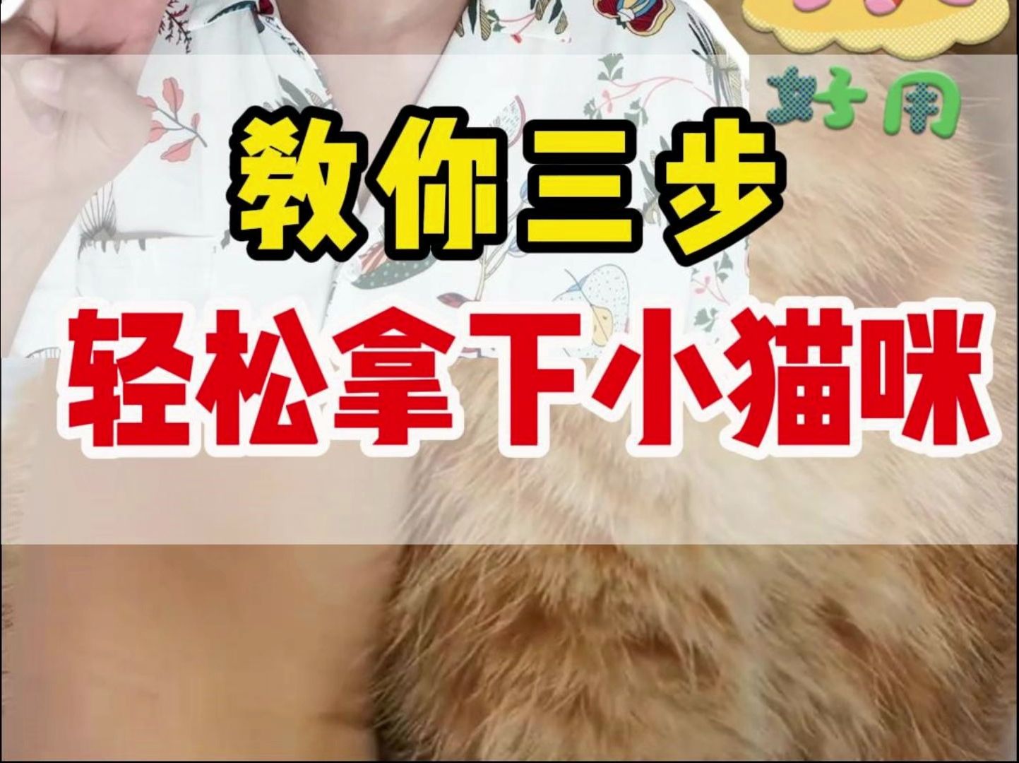 遇到流浪猫怎么带回家,记住这三步