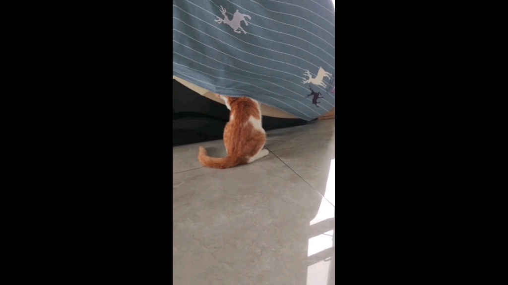 什么也阻挡不了土豆对按摩椅的好奇心!如何来对付这只淘气的猫咪呢?