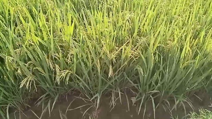 跟踪水稻生长全过程