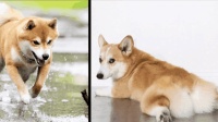 咖啡豆也有分种族? 咖啡品种大解释