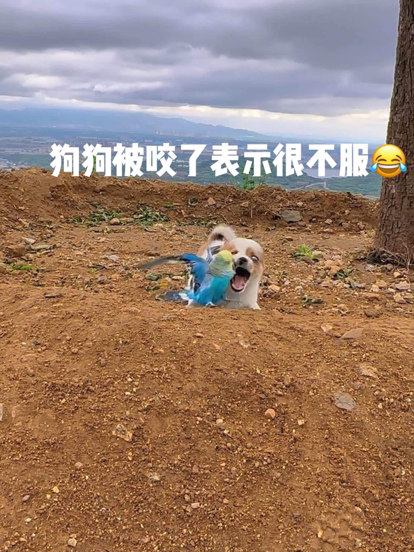 狗狗被咬了表示很不服!