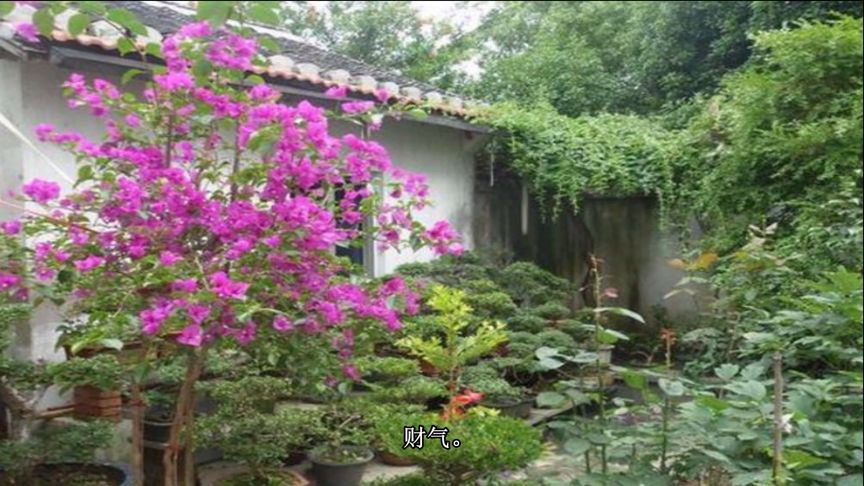 农村庭院摆放有这三样植物,家人就会好运连连财源滚滚