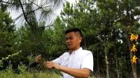松树松针是个宝, 农村却把它当柴火烧, 祛风活血药用价值高