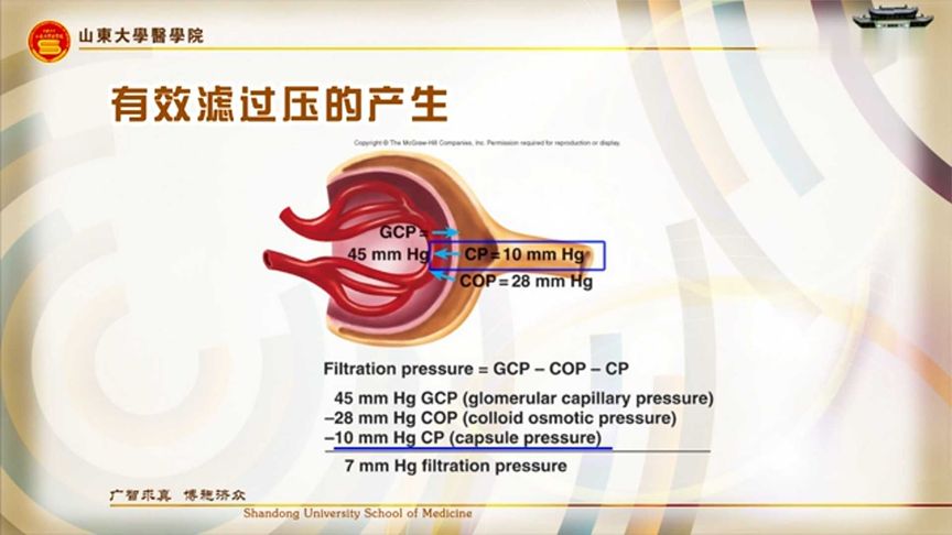 医学生理学:8.1.4肾脏的泌尿功能—肾小球的滤过功能(四)