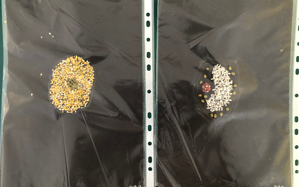 初一学生优秀细胞器手工作品