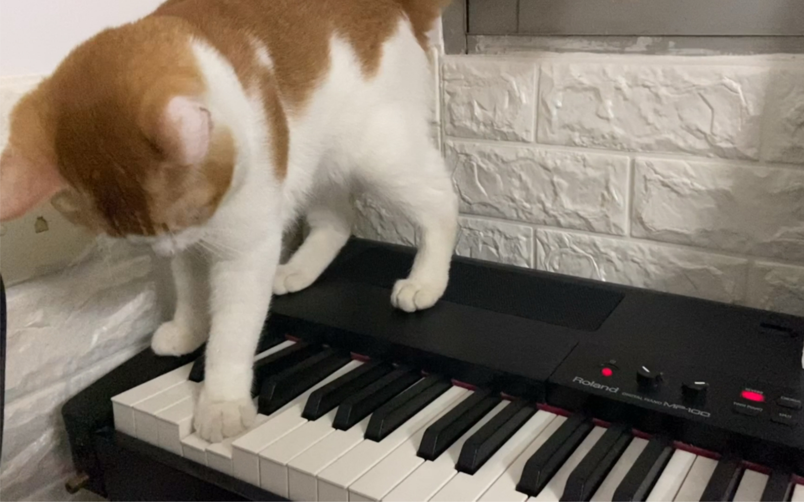 猫:咚哒哒咚哒哒,这音乐,这节奏,似乎很带感