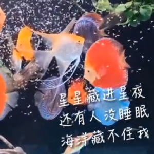 鱼乐圈2022 