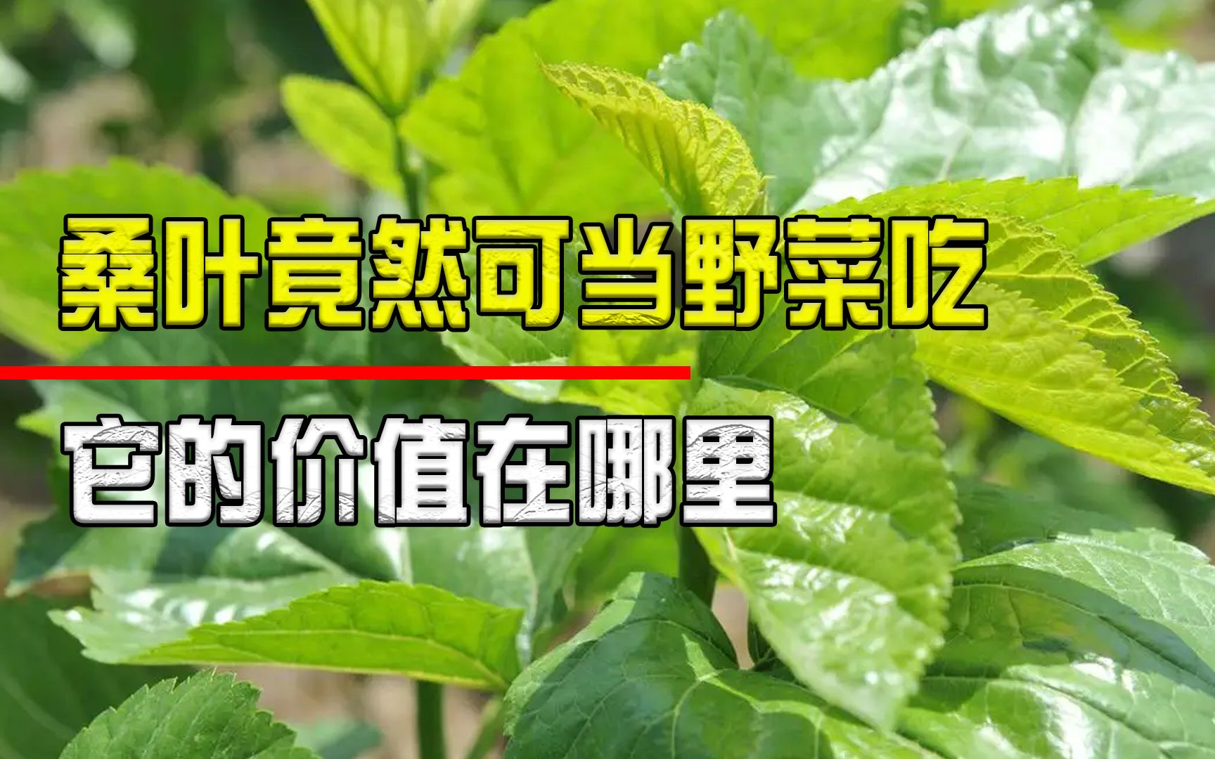 桑叶的价值在哪里?不仅可以喂虫还能当野菜吃,营养价值高