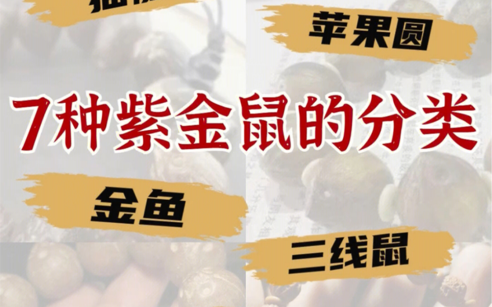 七种紫金鼠分类。有哪些呢?