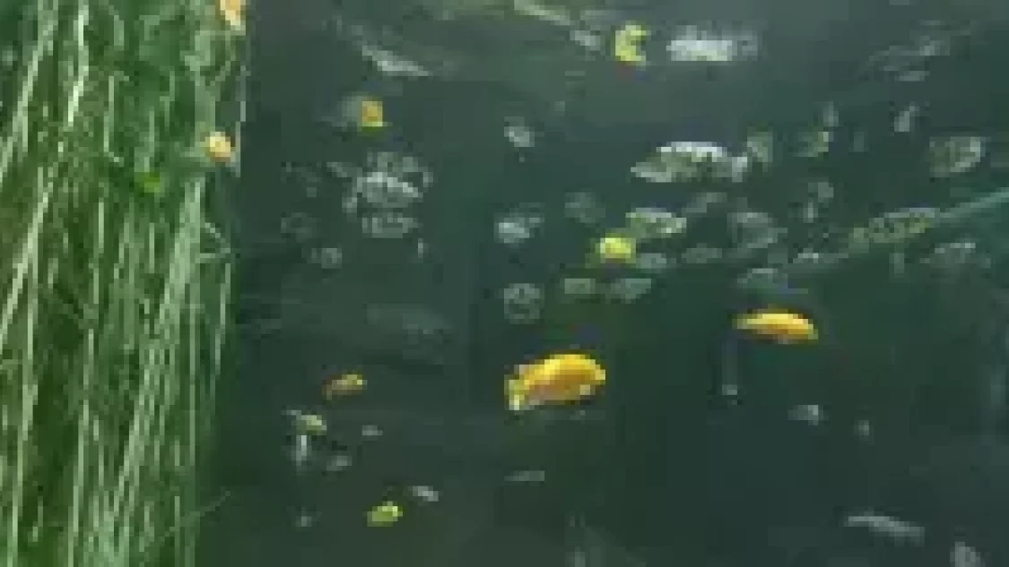 鱼缸怎么培养硝化细菌