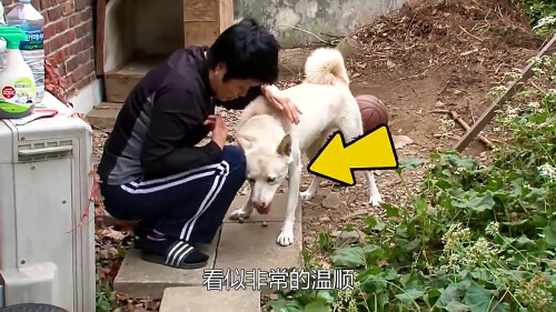 狗疯狂撕咬自己主人,一次比一次厉害,最后真相大白