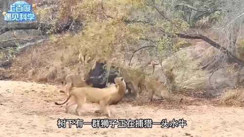 动物科学,受伤野牛遭狮群围攻,同伴两次相救未成
