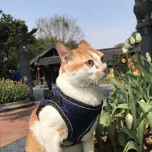 胡笳凉凉 