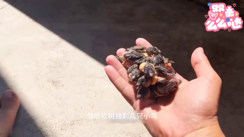 邻居砍树捡到一窝小鸟,男子收养喂大,没想到比狗还通灵性!