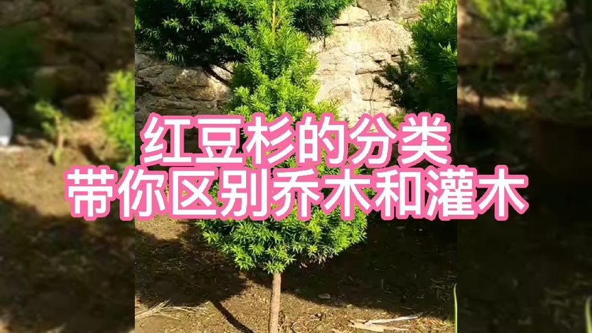 红豆杉的分类,今天讲讲乔木和灌木,一看就懂视频对比很明显