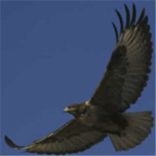 呼伦贝尔神鹰哥