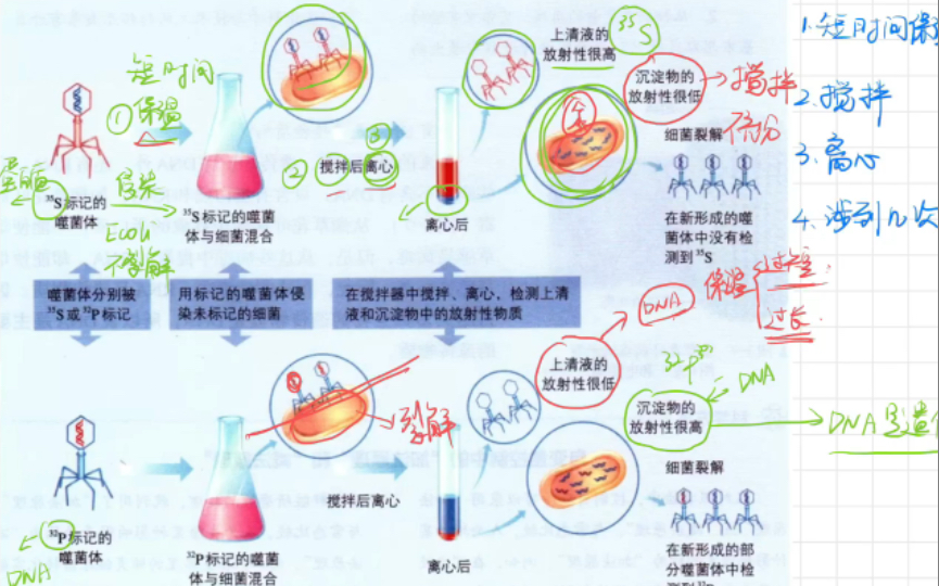 高中生物必修二|噬菌体侵染大肠杆菌的实验分析