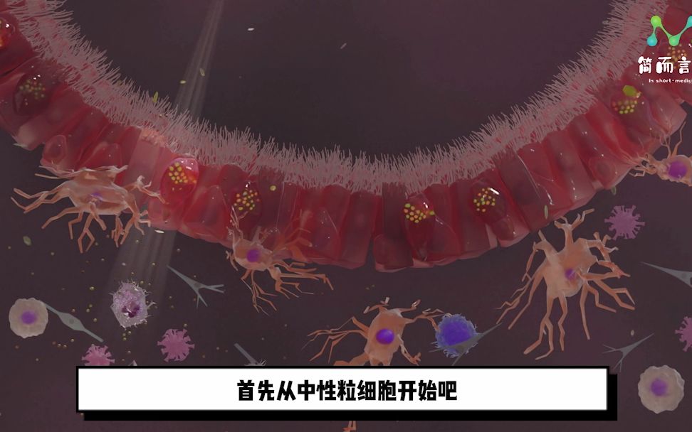 【免疫科普】竭尽短暂的一生誓死守卫我们的中性粒细胞