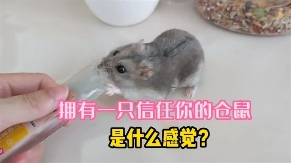 你的仓鼠是怎么对你的?你想拥有一只完全信任你的仓鼠吗?