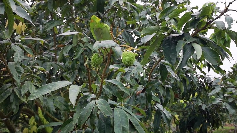 有荔枝品种几近绝收?气候致减产!果农:价格或涨至40-50元