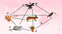 生物八年级下册4.2《食物链和食物网》课本梳理